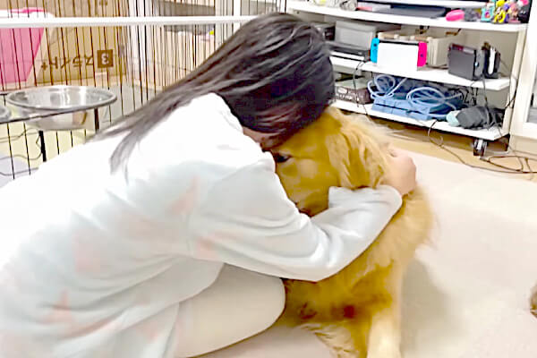 「慰めて…」妹犬におもちゃを横取りされ、ここぞとばかりにお姉ちゃんに甘えるゴールデン【動画】 | Retriever Life [レトリーバーライフ]