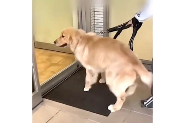 「せんせー！」動物病院が大好きなゴールデンがしっぽブンブンで可愛い【動画】 | Retriever Life [レトリーバーライフ]